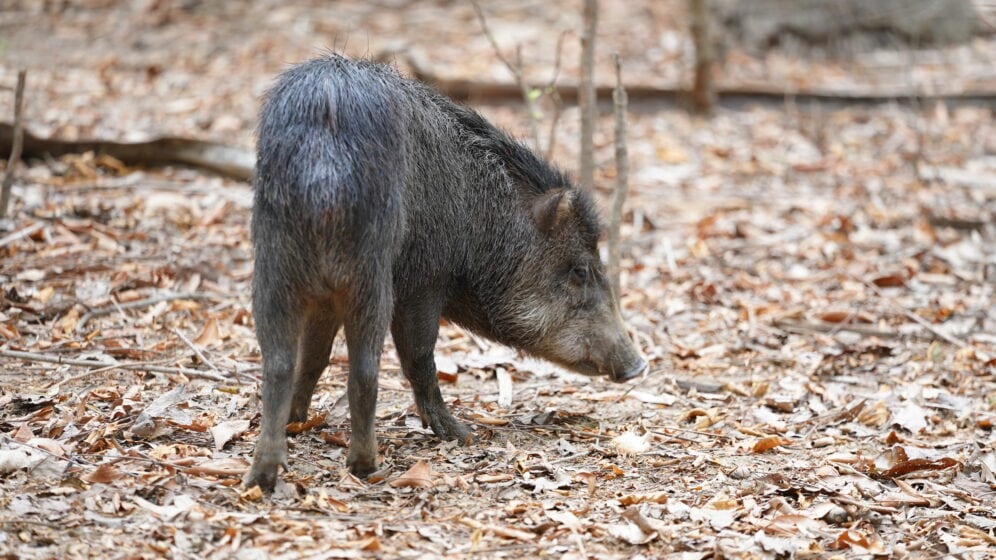 Chancho de Monte — Natuwa, Santuario de animales silvestres