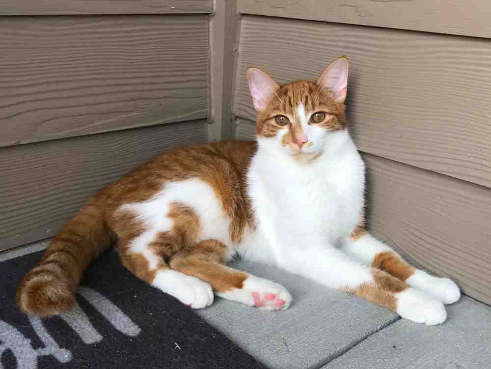 Adorable Polydactyl Orange Tabby Kitten To Adopt in Richmond TX - Adopt ...