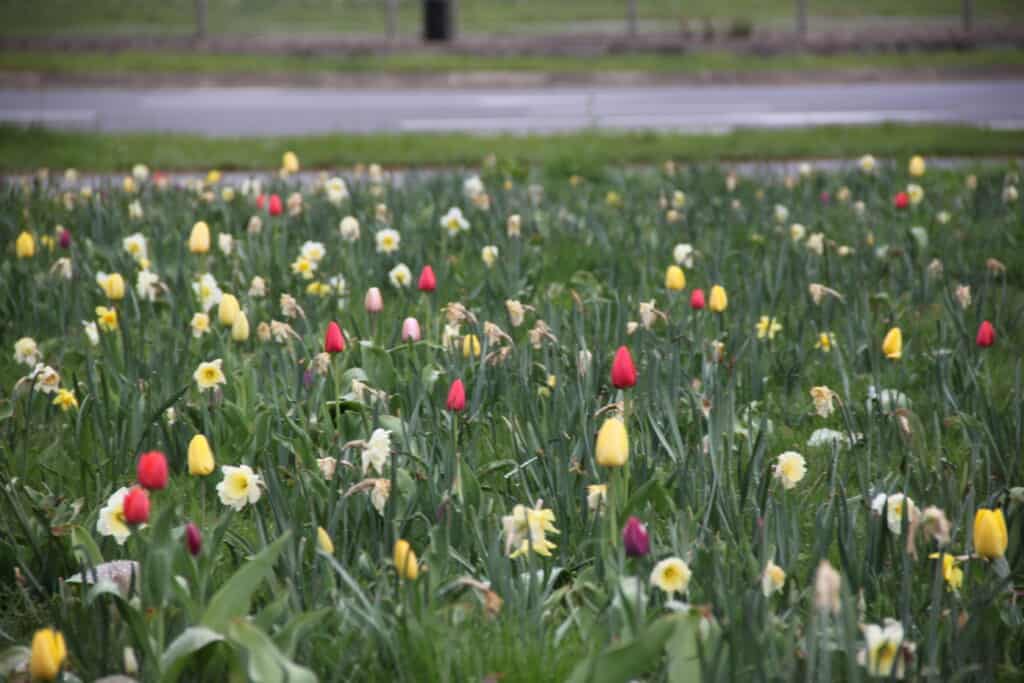 Spring in Poland: The Ultimate Guide to Visiting Poland in Spring