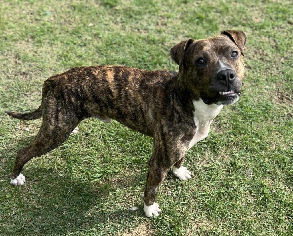 Rocky - Handsome Brindle Pitbull Mix Dog for Adoption in Nashville, TN