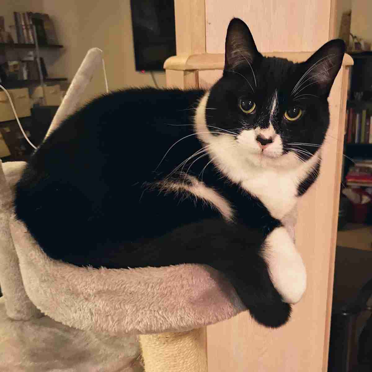 ADOPTED Leash Trained Tuxedo Cat in Calgary AB -Meet Gepetto