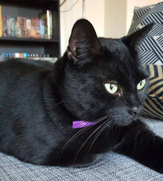 ADOPTED - Sweet Black Cat in Los Angeles CA - Meet Aries