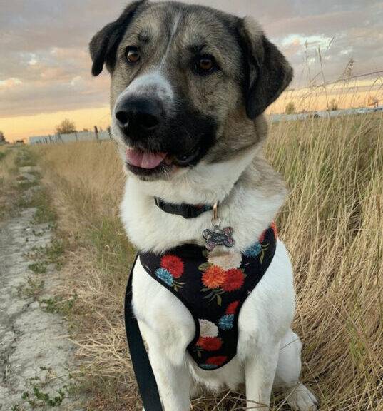 Alaskan Malamute Great Pyrenees Mix Dog For Adoption in Calgary AB ...