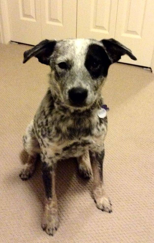 REHOMED! Bandit - Blue Heeler German Shorthaired Pointer Mix Puppy ...