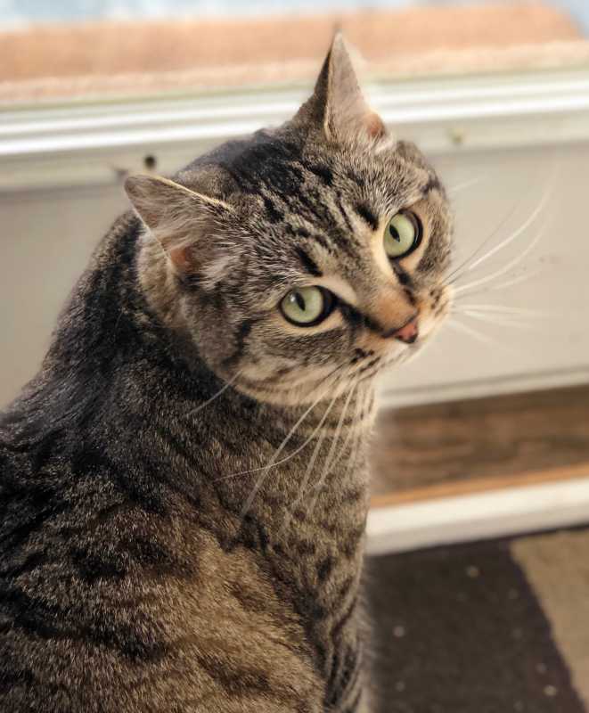 Grey Tabby Cat For Private Adoption Vancouver Bc Meet Stella