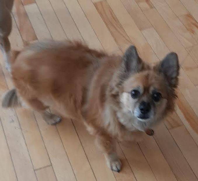 ADOPTED - Pomchi Dog For Adoption in Calgary - Supplies Included ...
