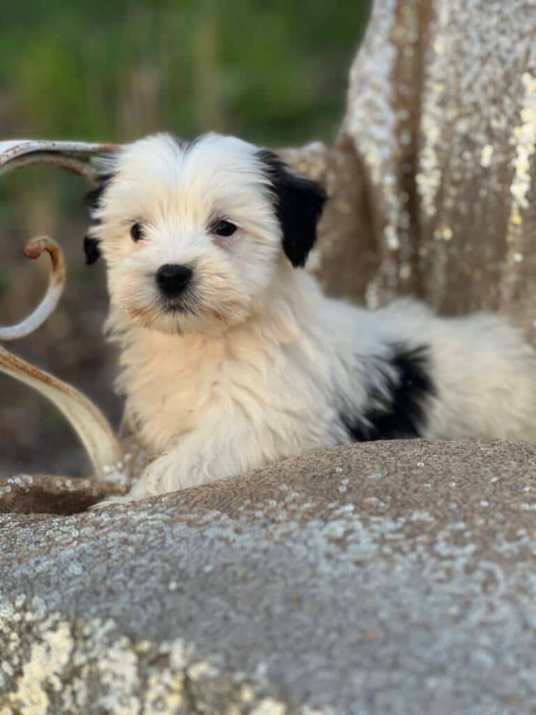 Want Ad Digest - Classified ads Buy or sell Puppies, Cars, and more