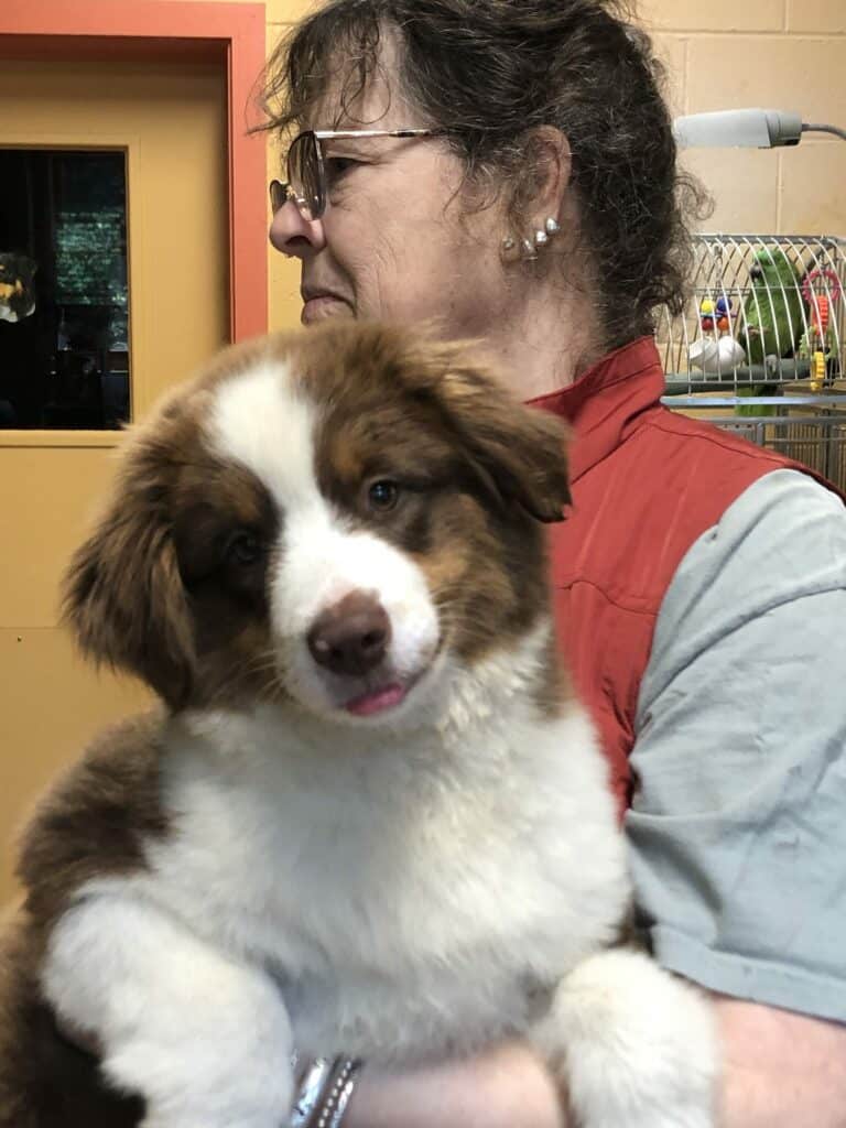 Want Ad Digest - Classified ads Buy or sell Puppies, Cars, and more