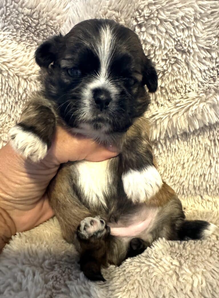 Want Ad Digest - Classified ads Buy or sell Puppies, Cars, and more