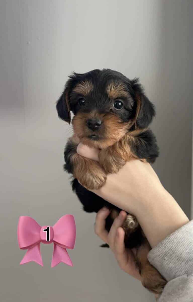 Want Ad Digest - Classified ads Buy or sell Puppies, Cars, and more