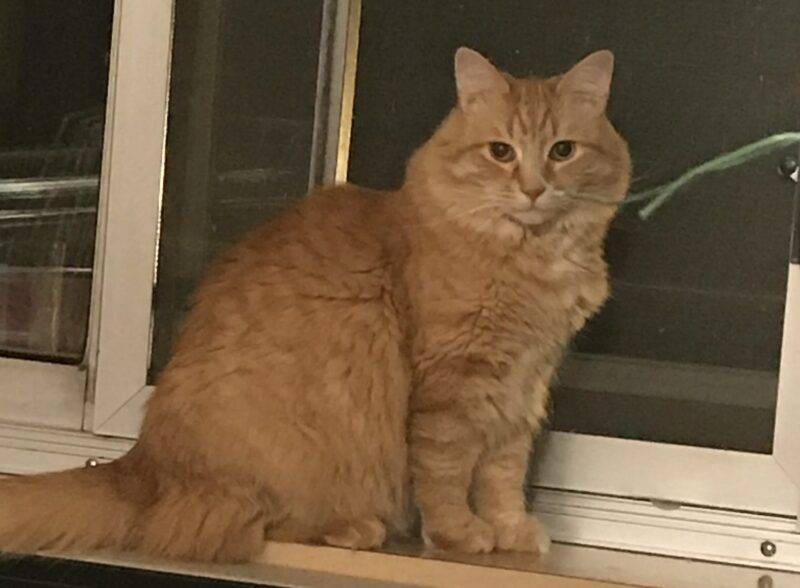Stunning Orange Tabby Longhair Maine Coon Mix Cat For Adoption In Charleston Wv Adopt Martin