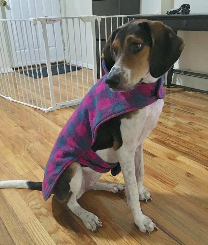 Beagle Mix Dog For Adoption Huntington NY - Meet Chloe
