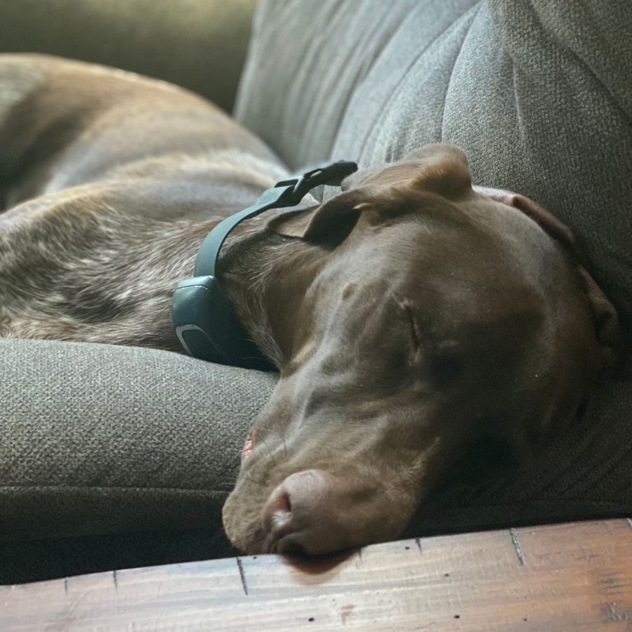 German Shorthaired Pointer For Adoption in St. Louis Missouri - Adopt ...
