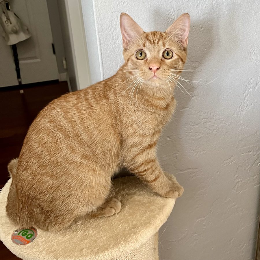 San Diego CA - Orange Tabby Kitten For Adoption - Meet Oliver