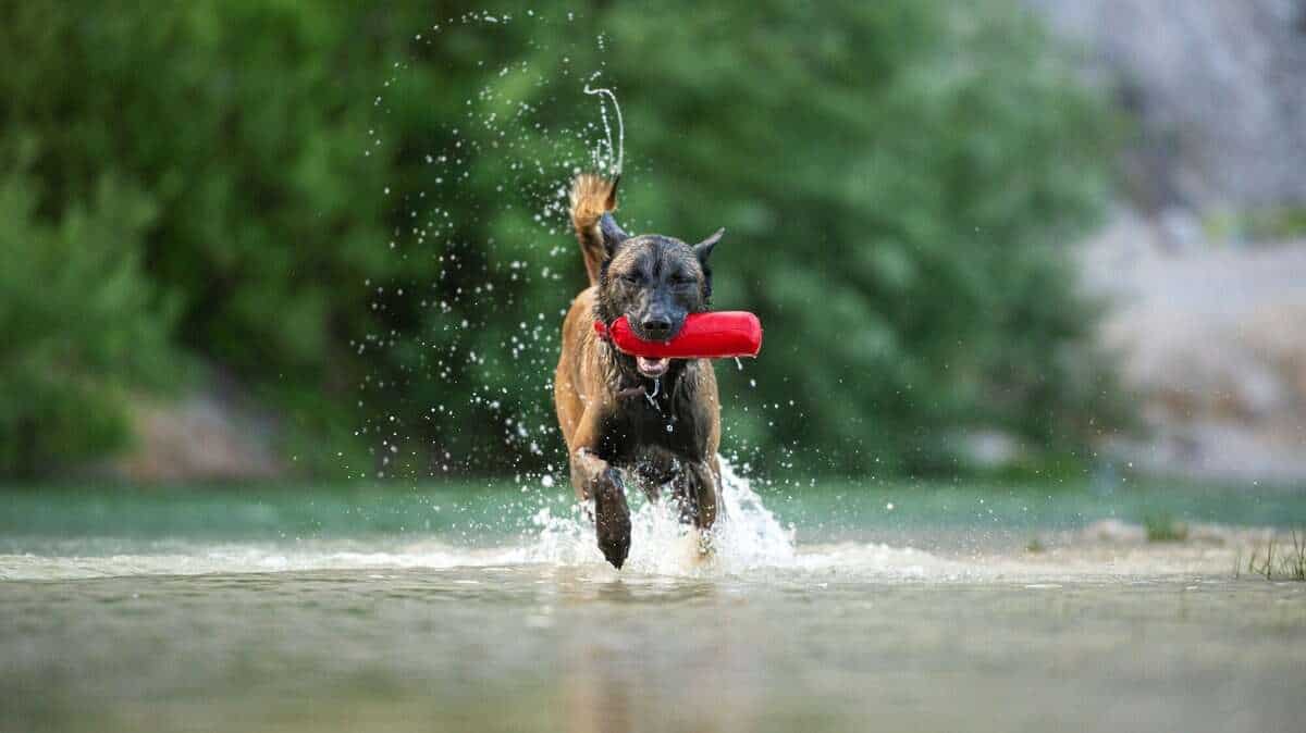 11 Best Dog Breeds For Dock Diving