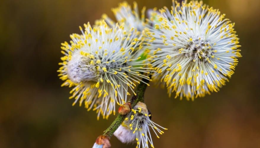 Male vs Female Flower Parts in Flower Anatomy