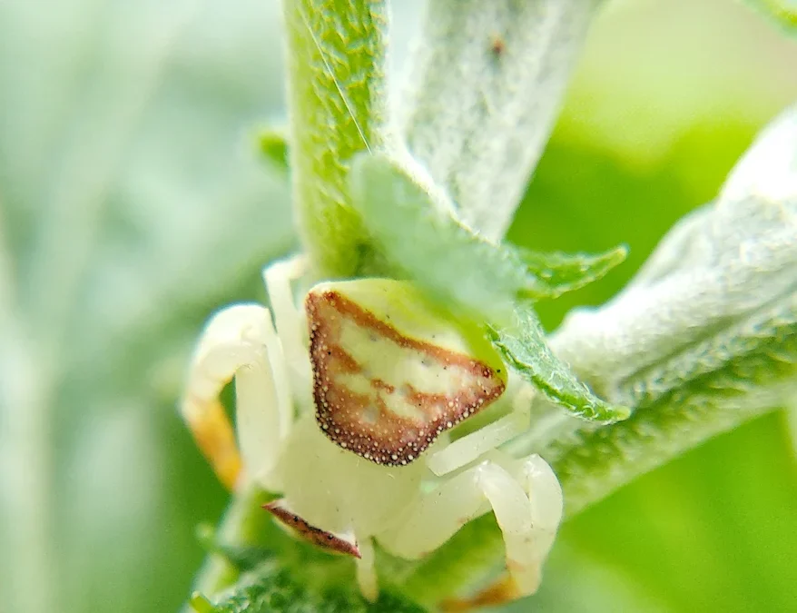 Plant Morphology: Identify Plant Parts and Their Roles