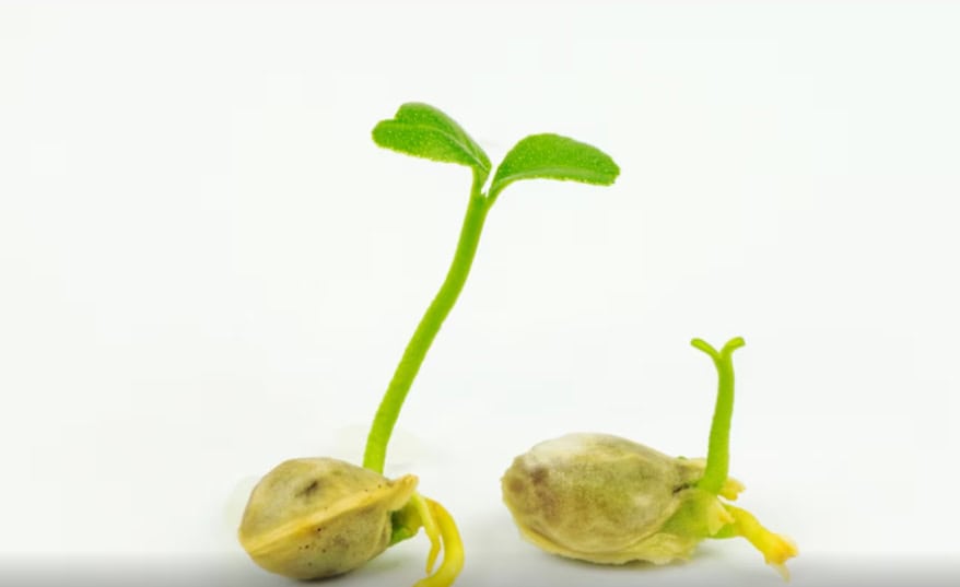 Plant Reproduction Methods: Pros & Cons