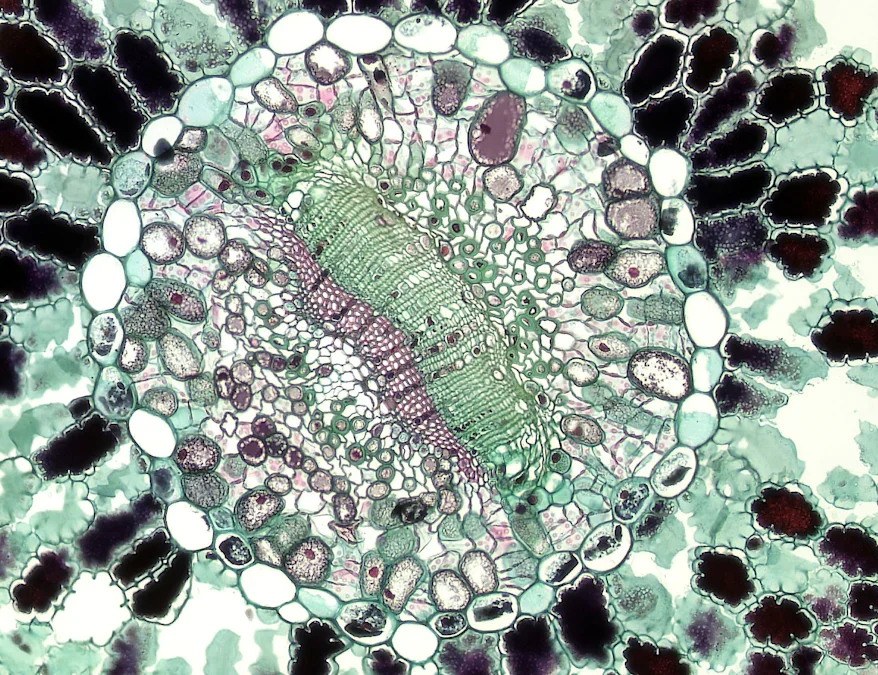 TS of Stem: Monocot vs. Dicot Differences