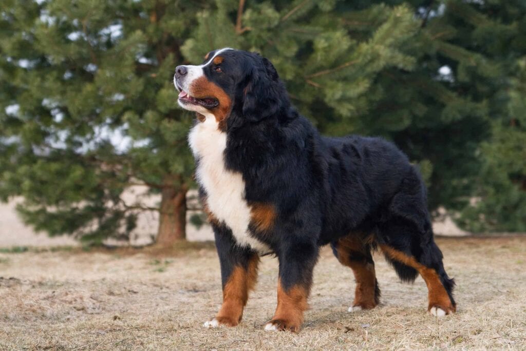 full grown bernese